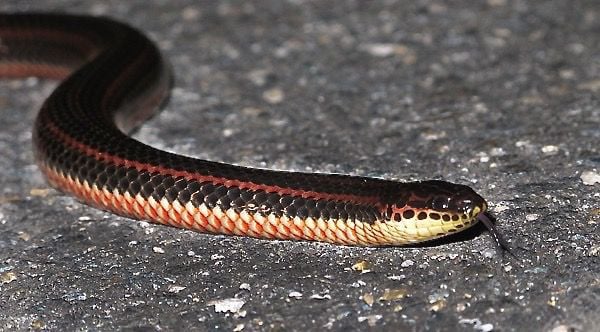 Less living space for reptiles and amphibians | Local News | somdnews.com