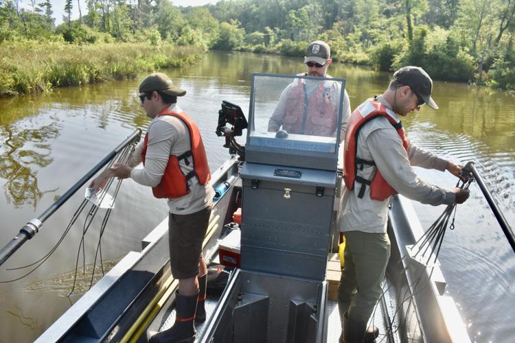 Tracking the invasive (and sometimes elusive) snakehead | Local News ...
