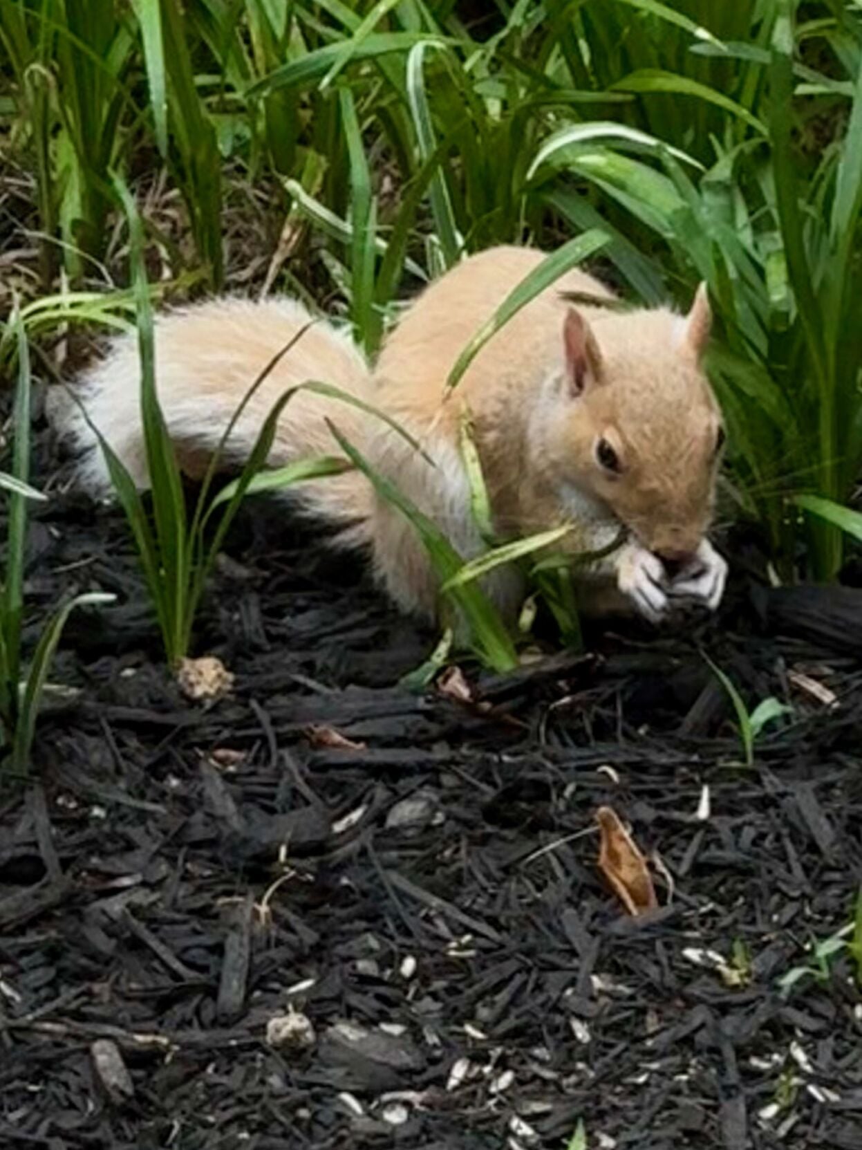 Blonde squirrel | | somdnews.com