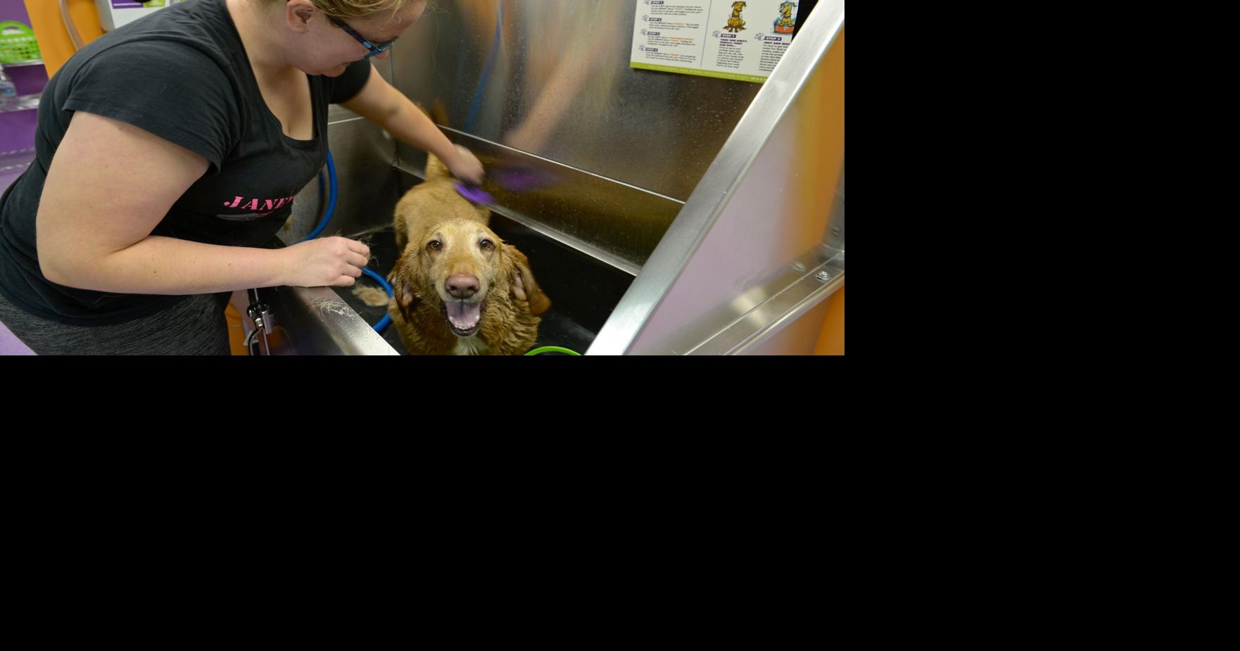 Wag N' Wash opens in California to keep pets clean | Local News ...