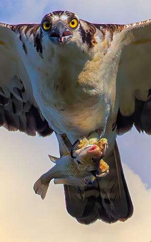 Honoring the osprey | Features | somdnews.com