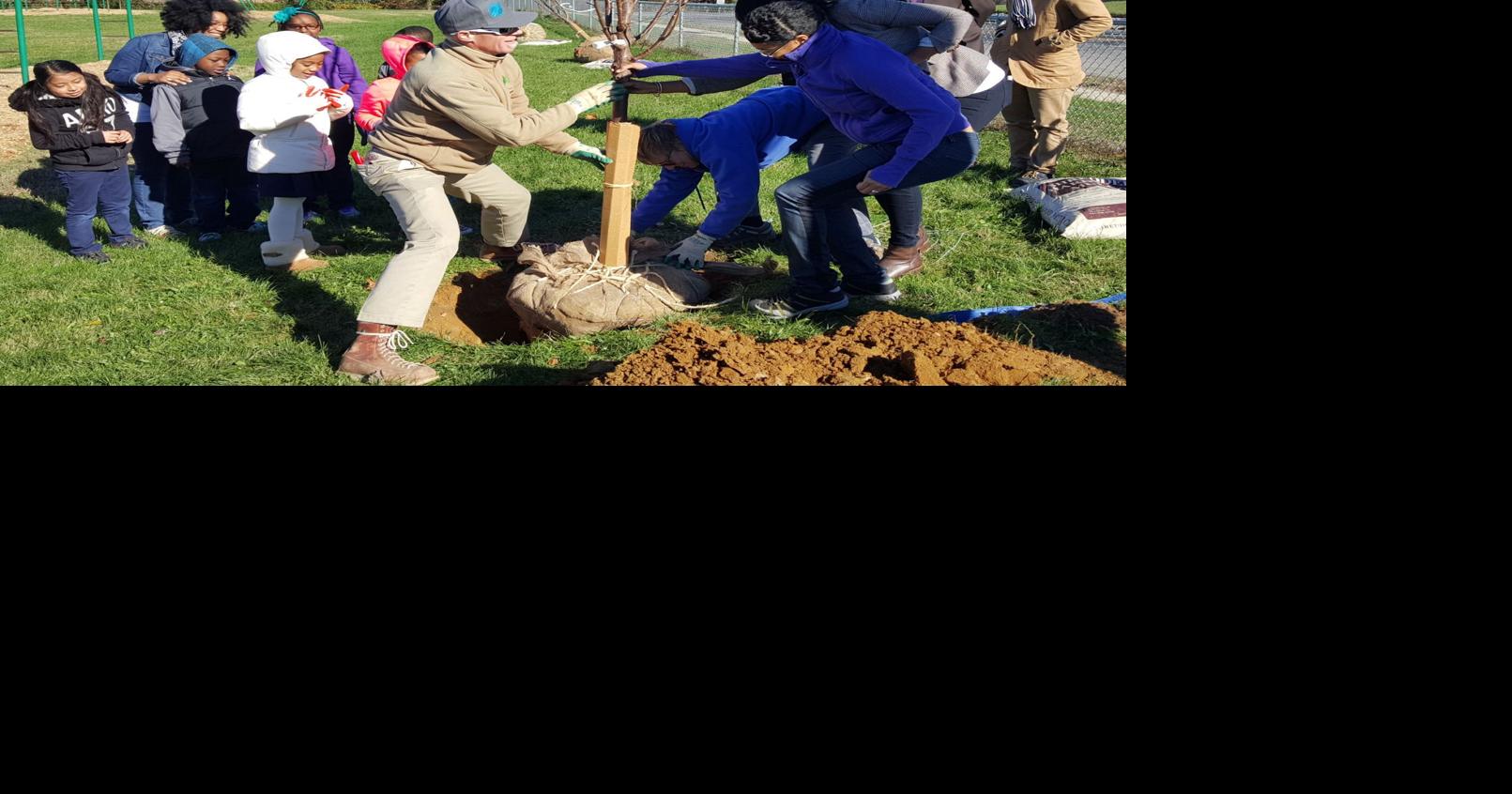 Local elementary school receives cherry blossom trees | Local News ...