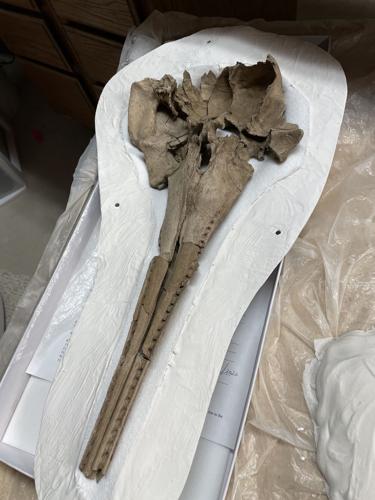 Keeping fossils safe: Rankin provides plaster jackets for Calvert ...