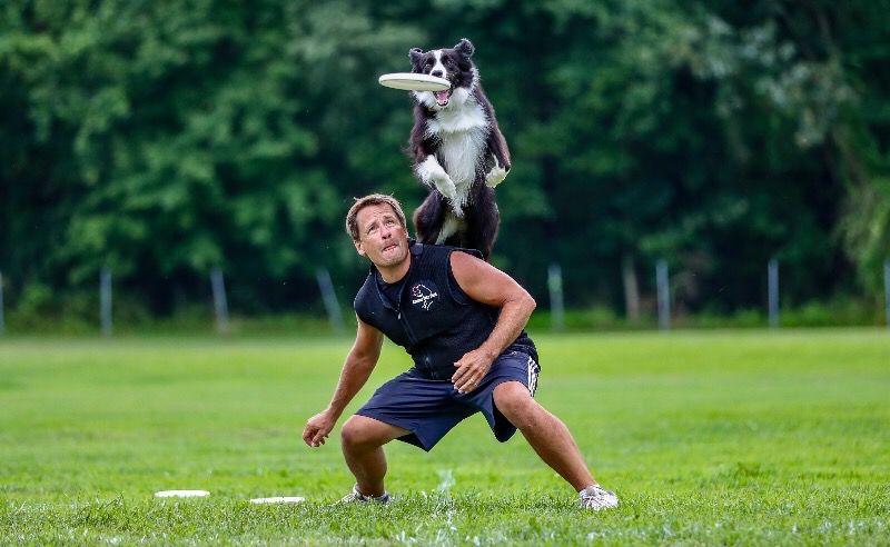 Avenue DiscDogs unleash their high-flying canine skills | Spotlight ...