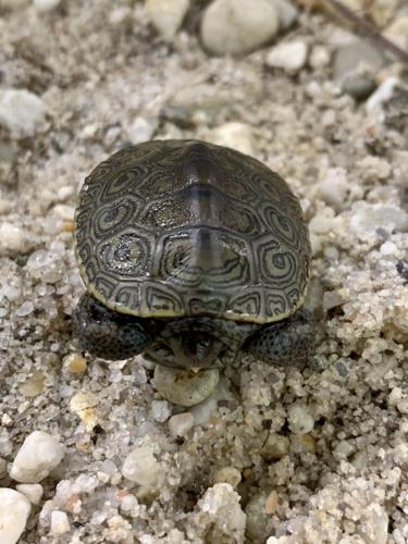 Diamondback terrapins in St. Mary's to be featured on Maryland Public ...