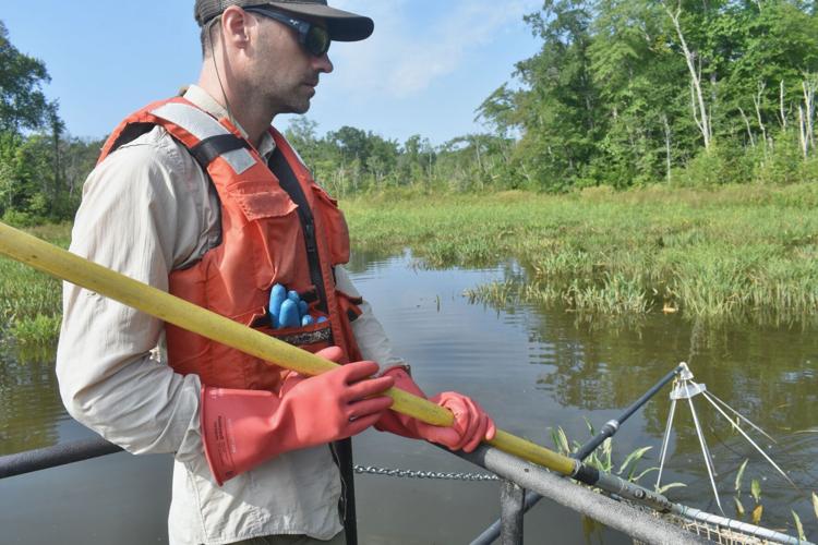 Tracking the invasive (and sometimes elusive) snakehead | Local News ...