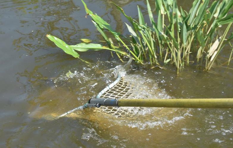 Tracking the invasive (and sometimes elusive) snakehead | Local News ...