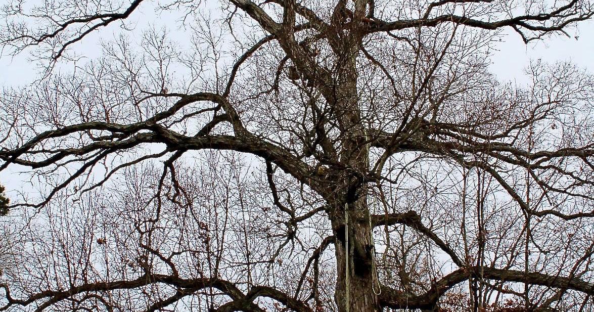 Lightning rods installed on Bicentennial tree | Spotlight | somdnews.com