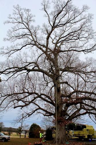 Lightning rods installed on Bicentennial tree | Spotlight | somdnews.com