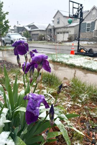 Spring plans meet snow in Denver as a late storm could be the season's ...