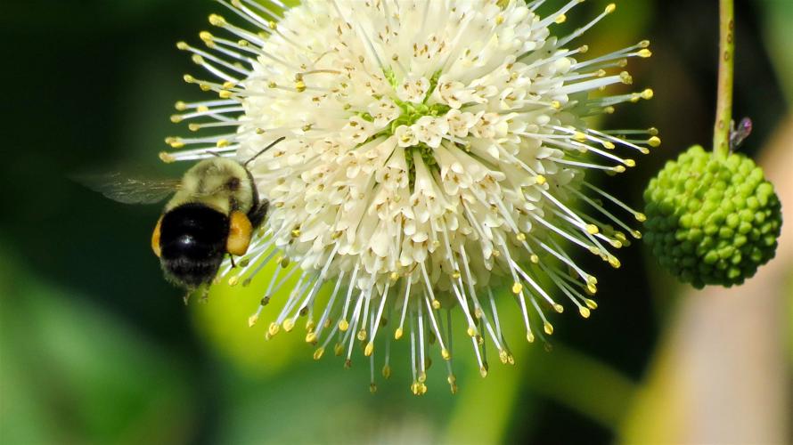 Beauty with a purpose: planting for pollinators | Spring Home and ...