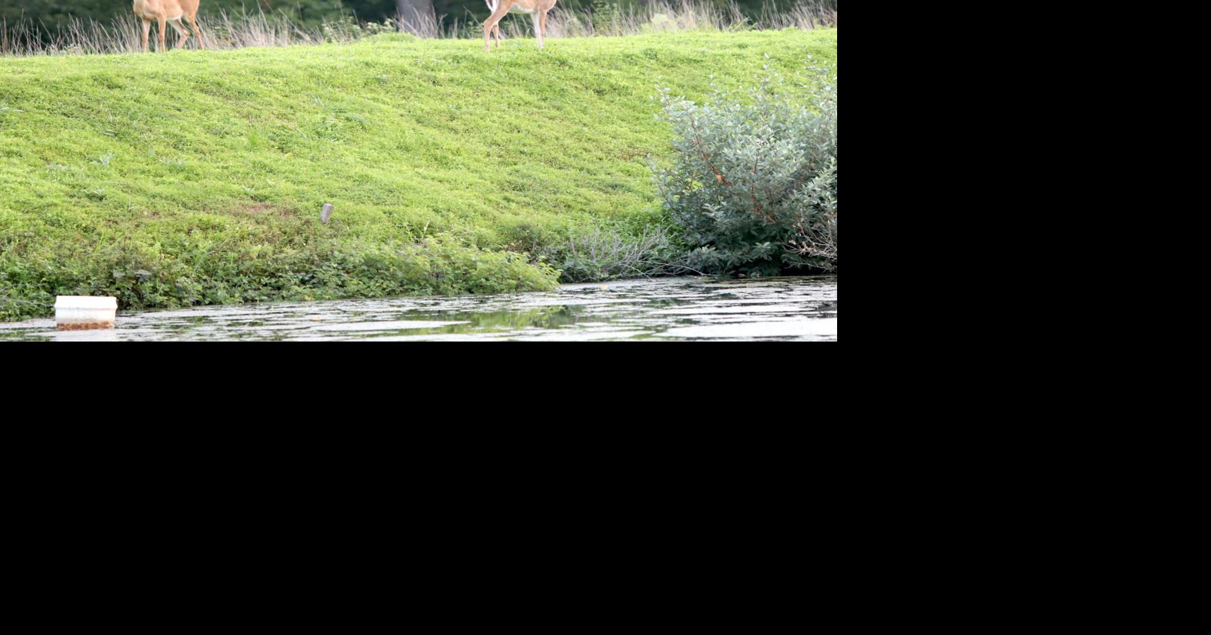 Newark considering managed deer hunt in Redd Park to control ...