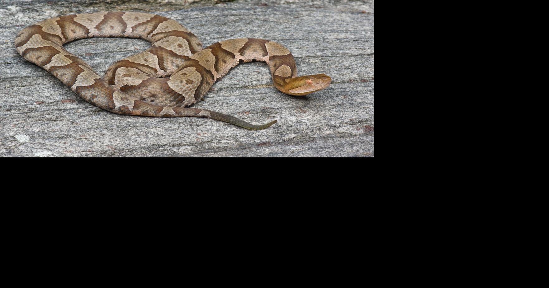 copperhead bite treatment