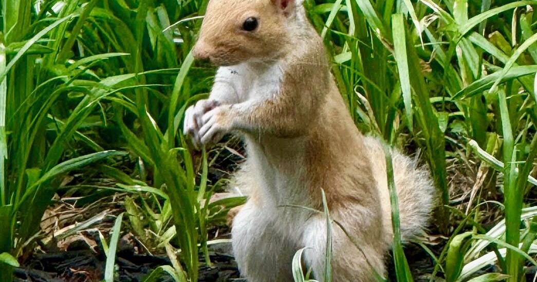 Unusual-looking squirrel spotted in Lusby area | Local News | somdnews.com
