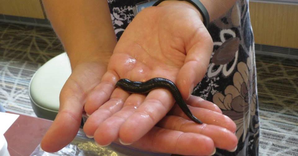 New leech species discovered during Nanjemoy expedition | Spotlight ...