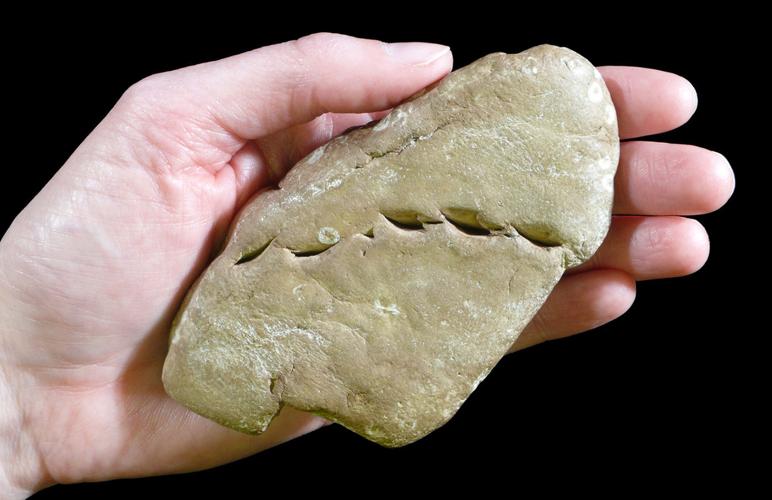 Calvert Marine Museum to host Coprolite Day | Arts and Entertainment ...