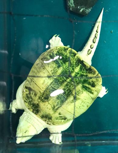Albino snapping turtle | Local News | somdnews.com