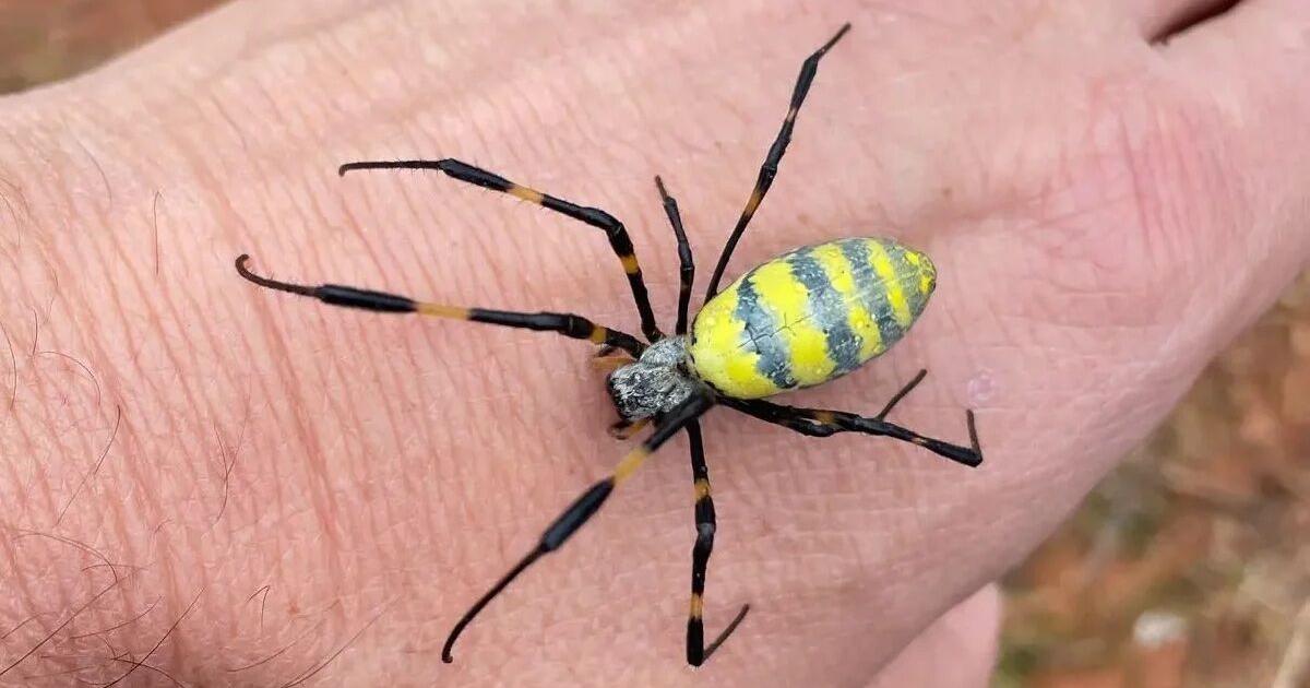 Spot a big yellow spider? College wants to hear from you | State ...