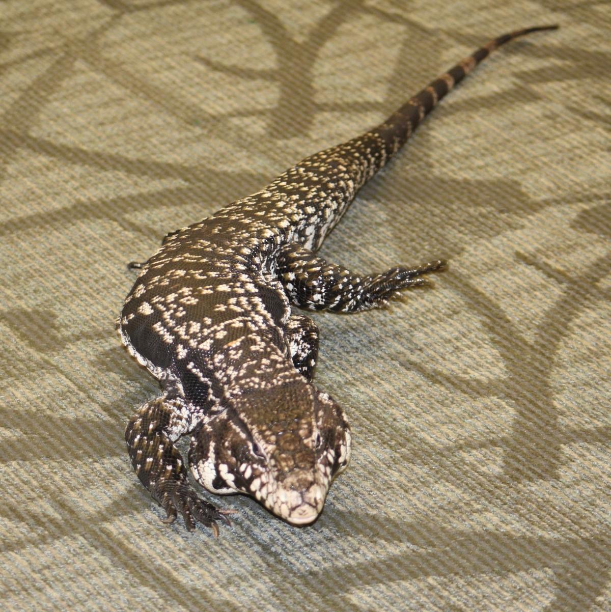 Reptile-mania in Charles County | Features | somdnews.com
