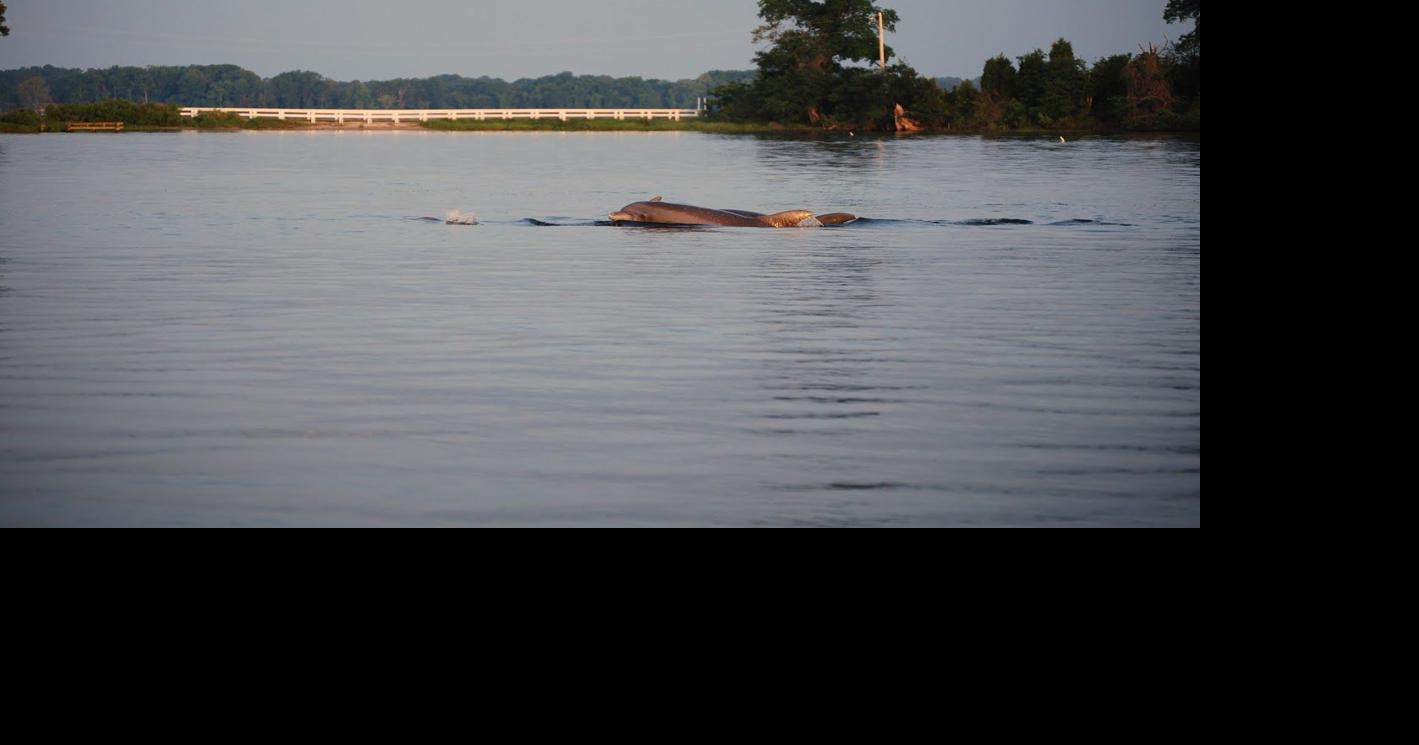 Laboratory asks residents to report sightings of dolphins online ...