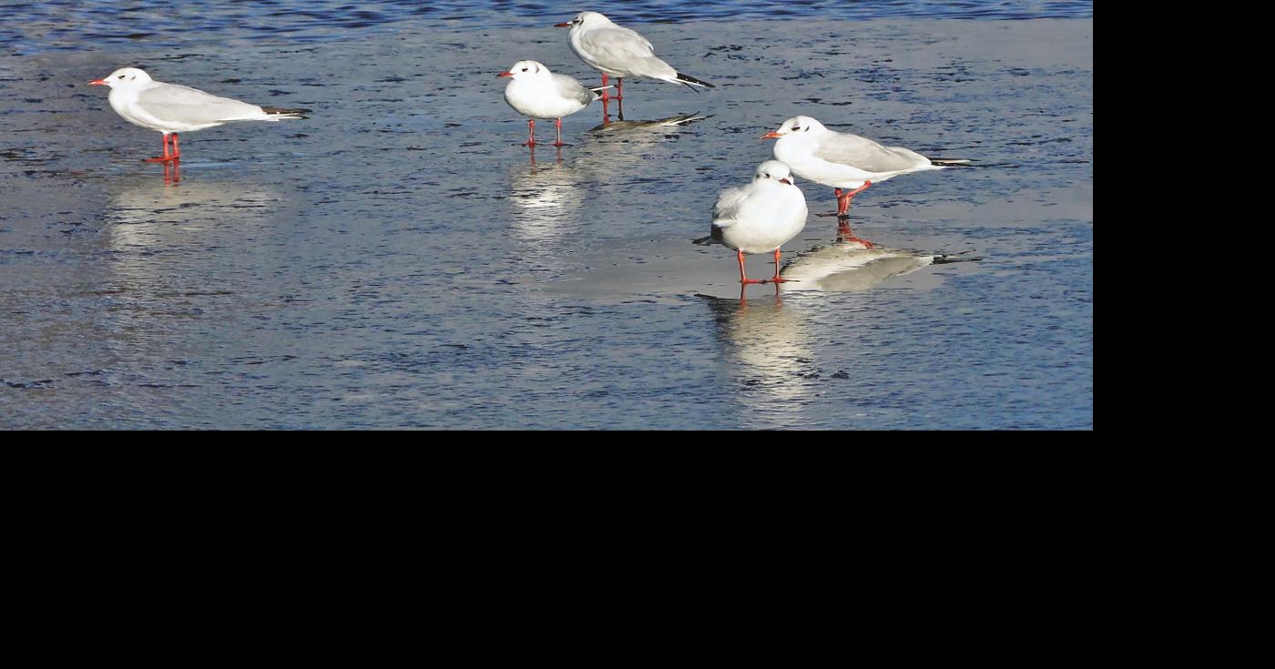 How animals weather winter in the wild | State | somdnews.com