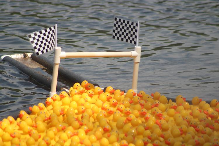 Duck derby makes a splash | Local News | somdnews.com