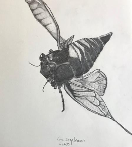 Festival to celebrate all things insect | Columns | somdnews.com