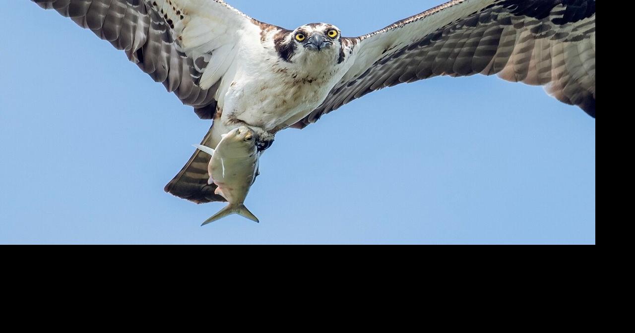 Osprey festival on tap this weekend | Community | somdnews.com