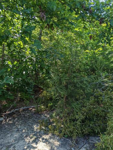 Gale-Bailey Elementary School seeks to revitalize old walking trail ...