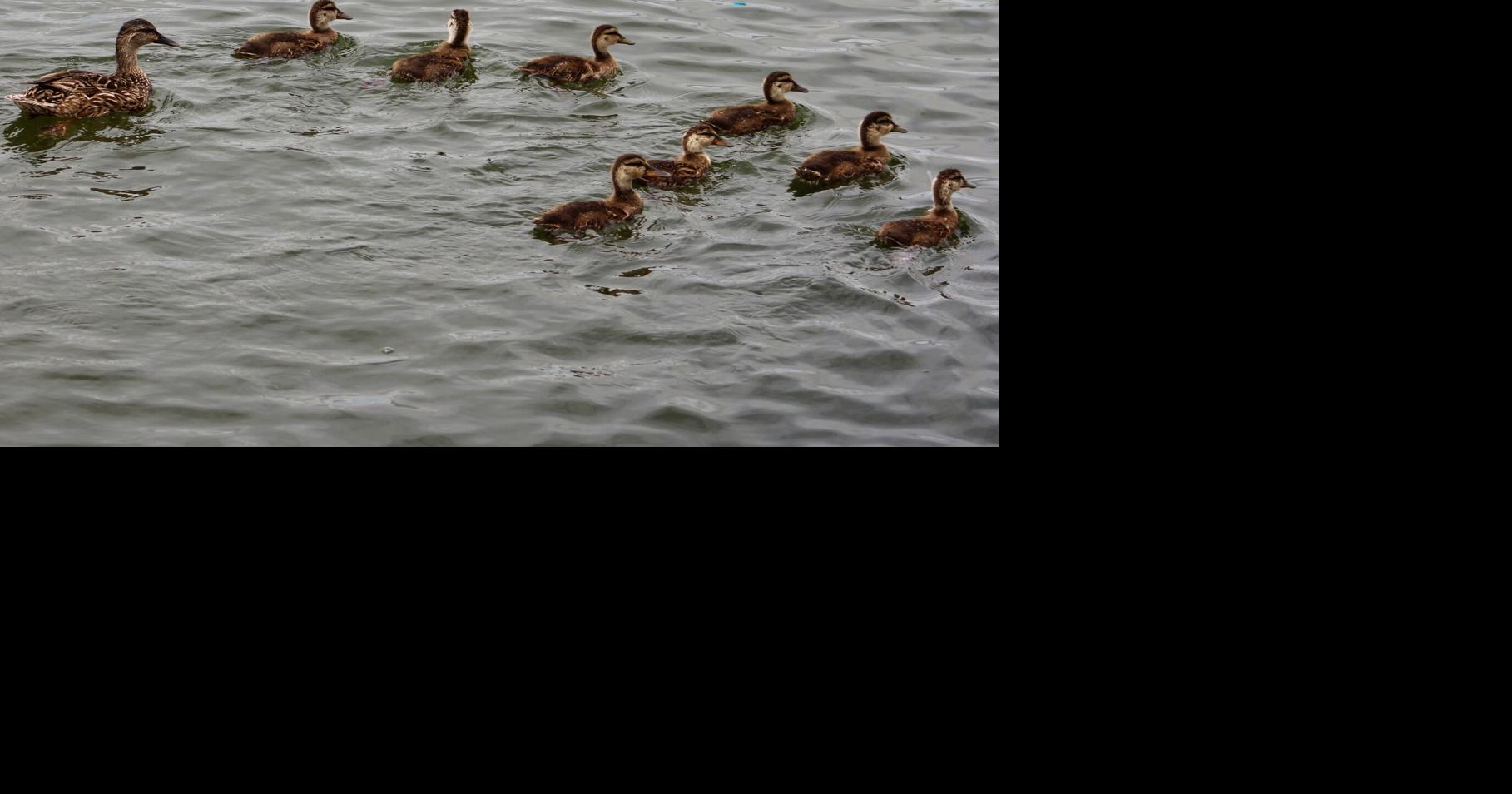North Beach issues duck alert | Local News | somdnews.com