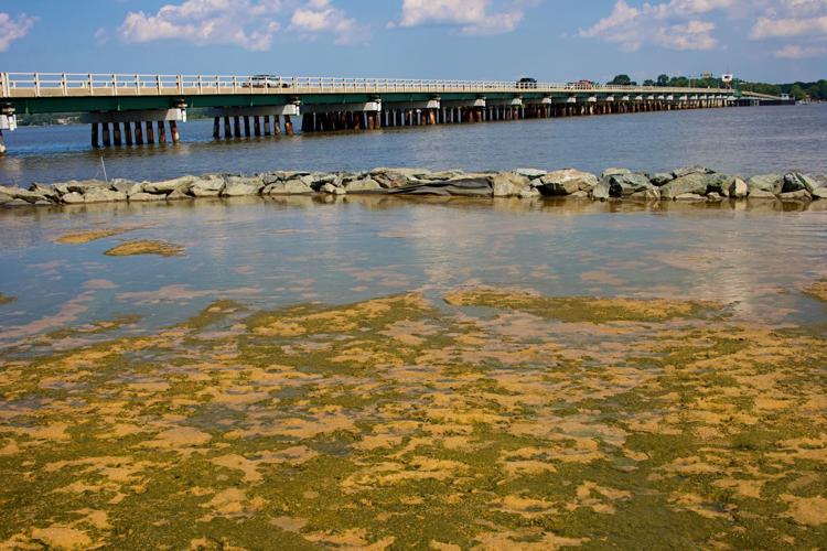 Dead harbor seal washes ashore near Benedict Bridge | Spotlight ...