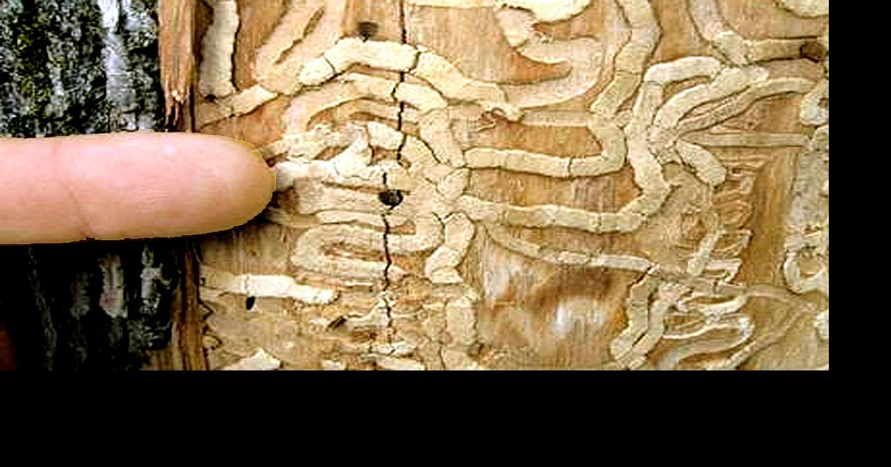 Boring Visitors: Invaders threaten Pulaski's ash trees | Local News ...