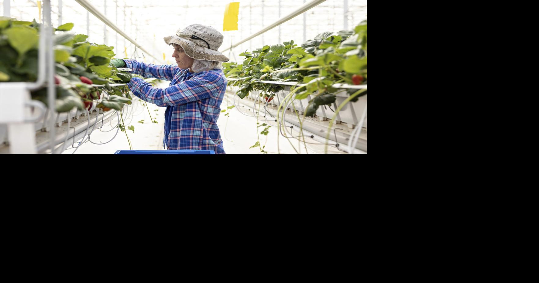 AppHarvest begins shipments from first harvest at new Richmond farm ...