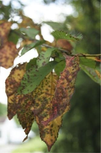 cherry leaf spot