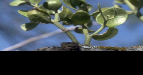 Mistletoe - Friend or Foe? | Lifestyles | somerset-kentucky.com
