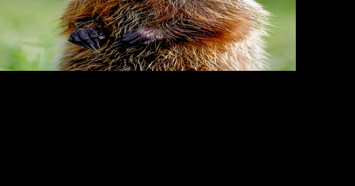 POLL QUESTION: On Groundhog Day, Thursday, Feb. 2, what will the ...