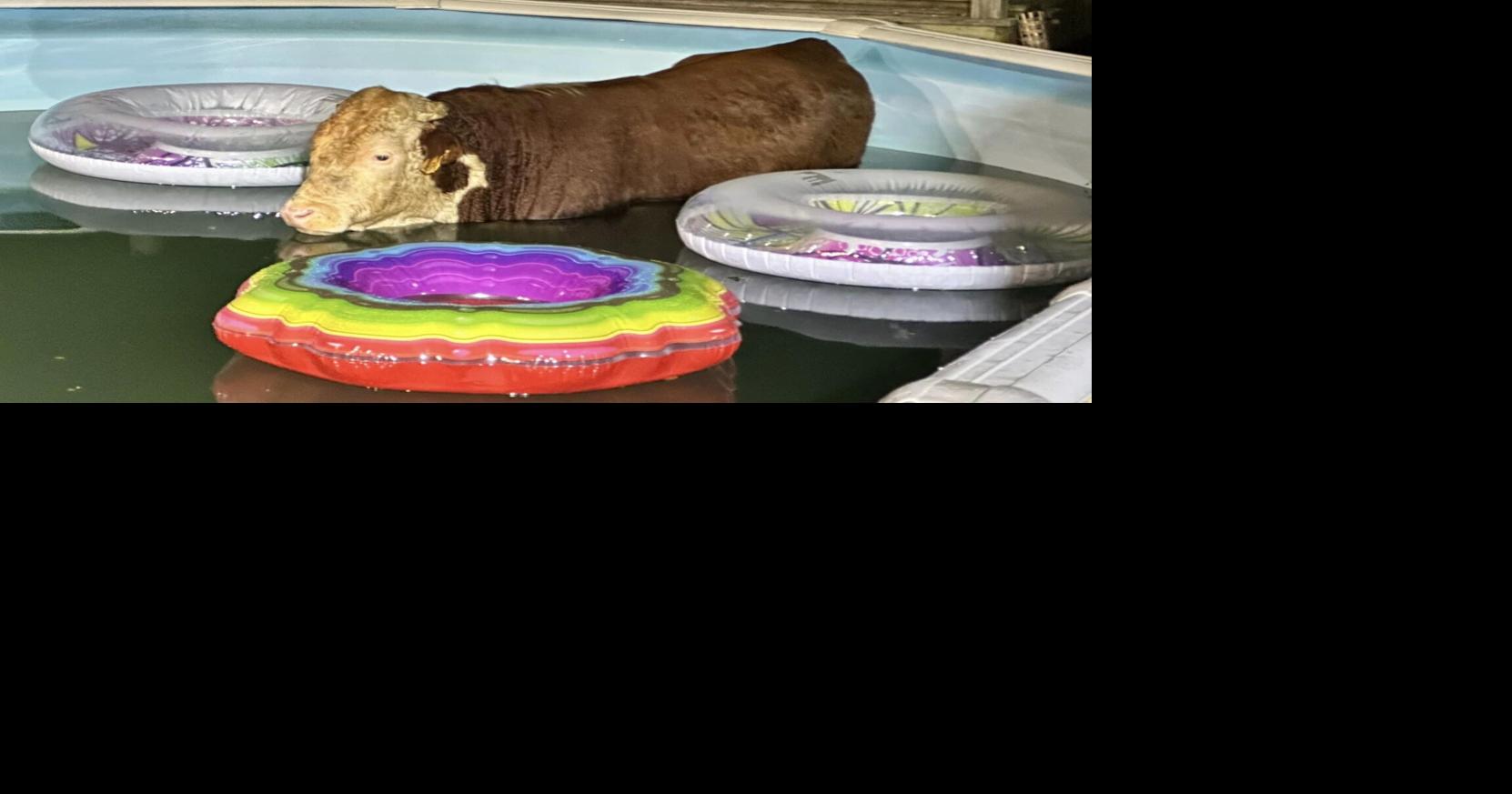 Bull trapped in pool is re-mooo-ved by responders early Saturday | News ...
