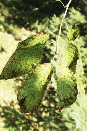 cherry leaf spot