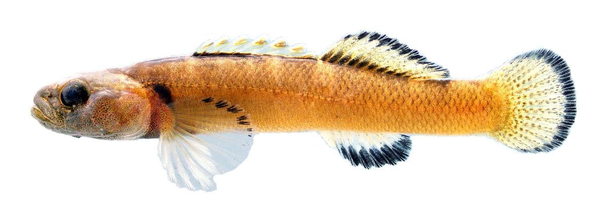 Lake Cumberland's duskytail darters still not spawning | News ...