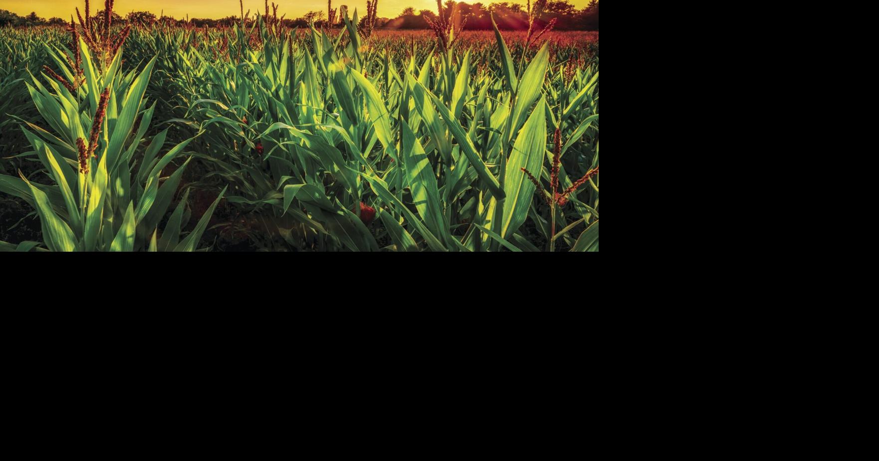 Ugly Corn About to Turn the Corner | Community | somerset-kentucky.com