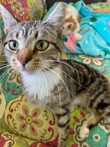 Humane Society Spotlight: Ritchie Valens a cat looking for the right ...