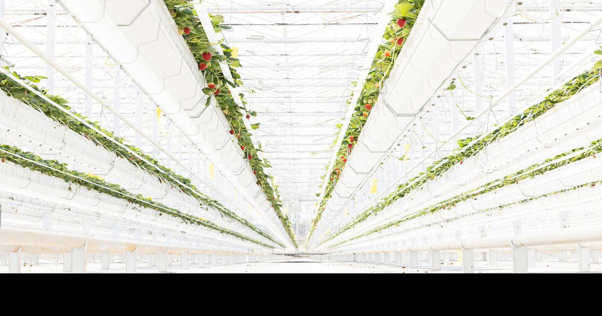 Bosch Berries makes $49.5 million investment into Pulaski County | News ...