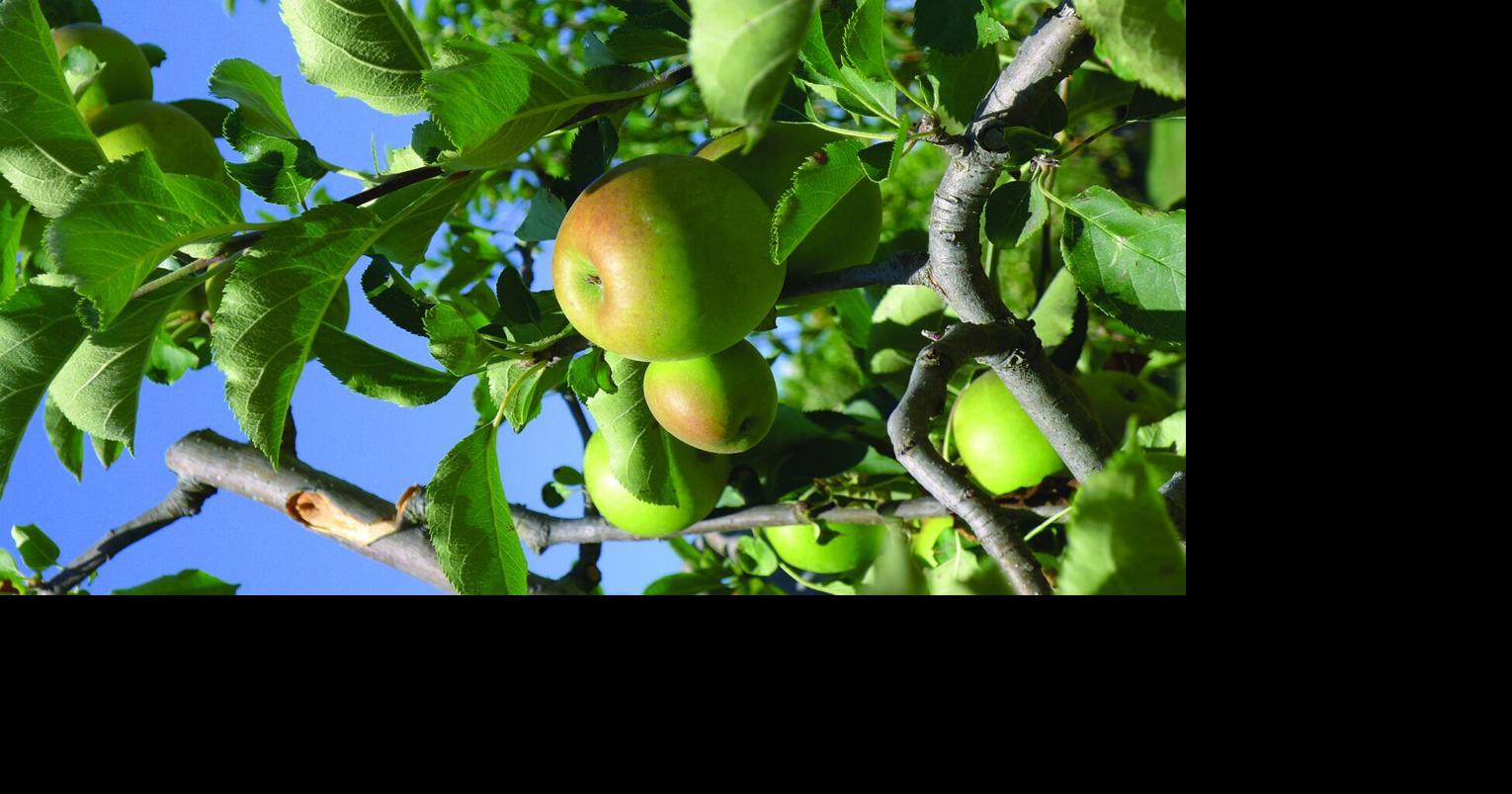 Fire Blight: A Devastating Disease of Apple and Pear Trees | Community ...