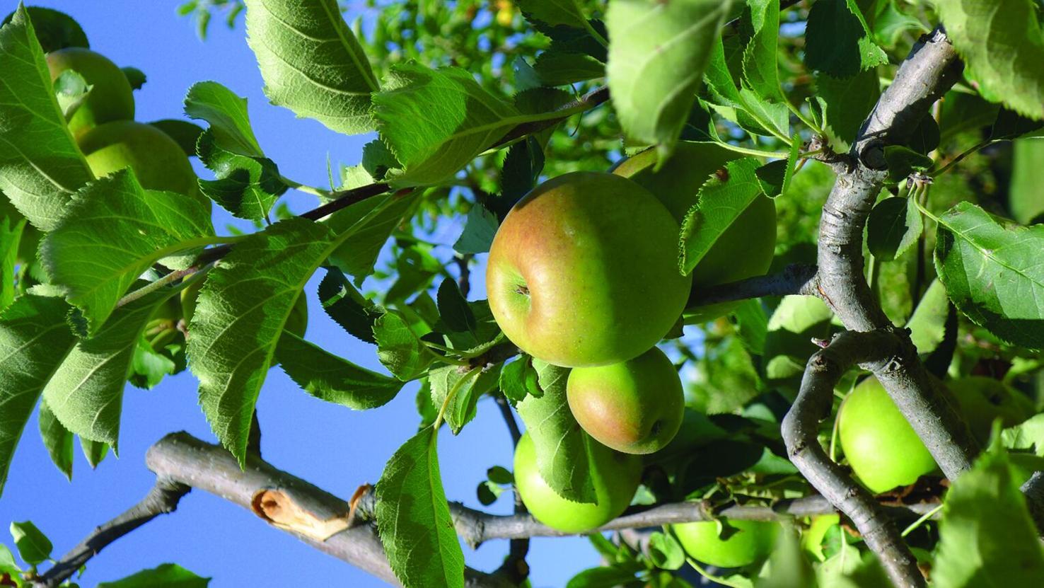 Fire Blight: A Devastating Disease of Apple and Pear Trees | Community ...