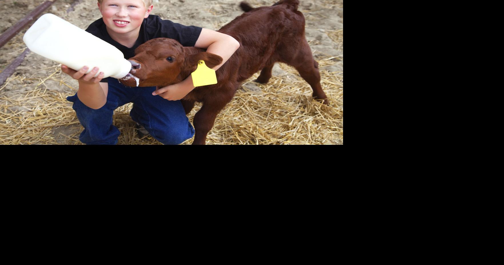 Weak calf syndrome is a herd problem | Community | somerset-kentucky.com