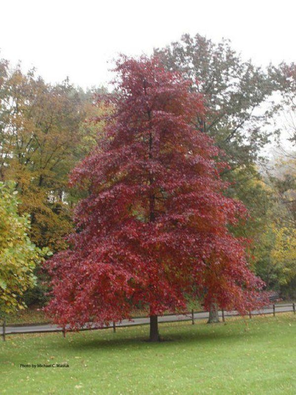 Stunning Black Gum for Home Landscapes | Lifestyles | somerset-kentucky.com