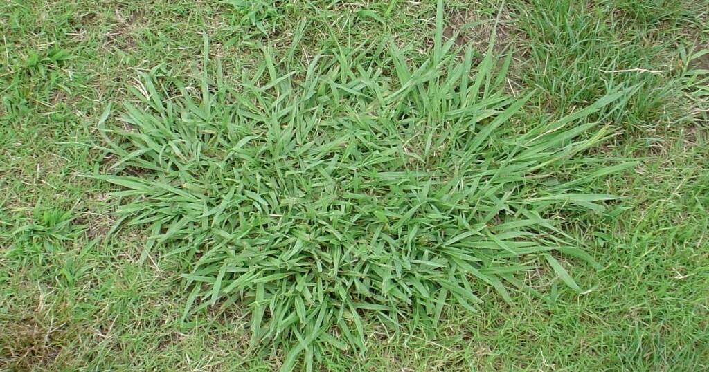Controlling weeds in your Fall Turf | Community | somerset-kentucky.com