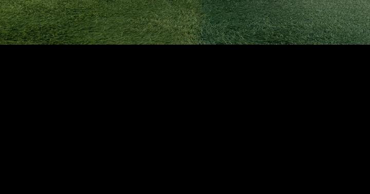 SPD K9 outfitted with new body armor for when things get 'ruff' | News ...