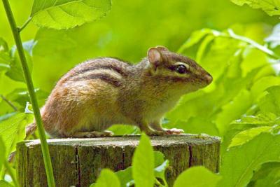 cute chipmunks
