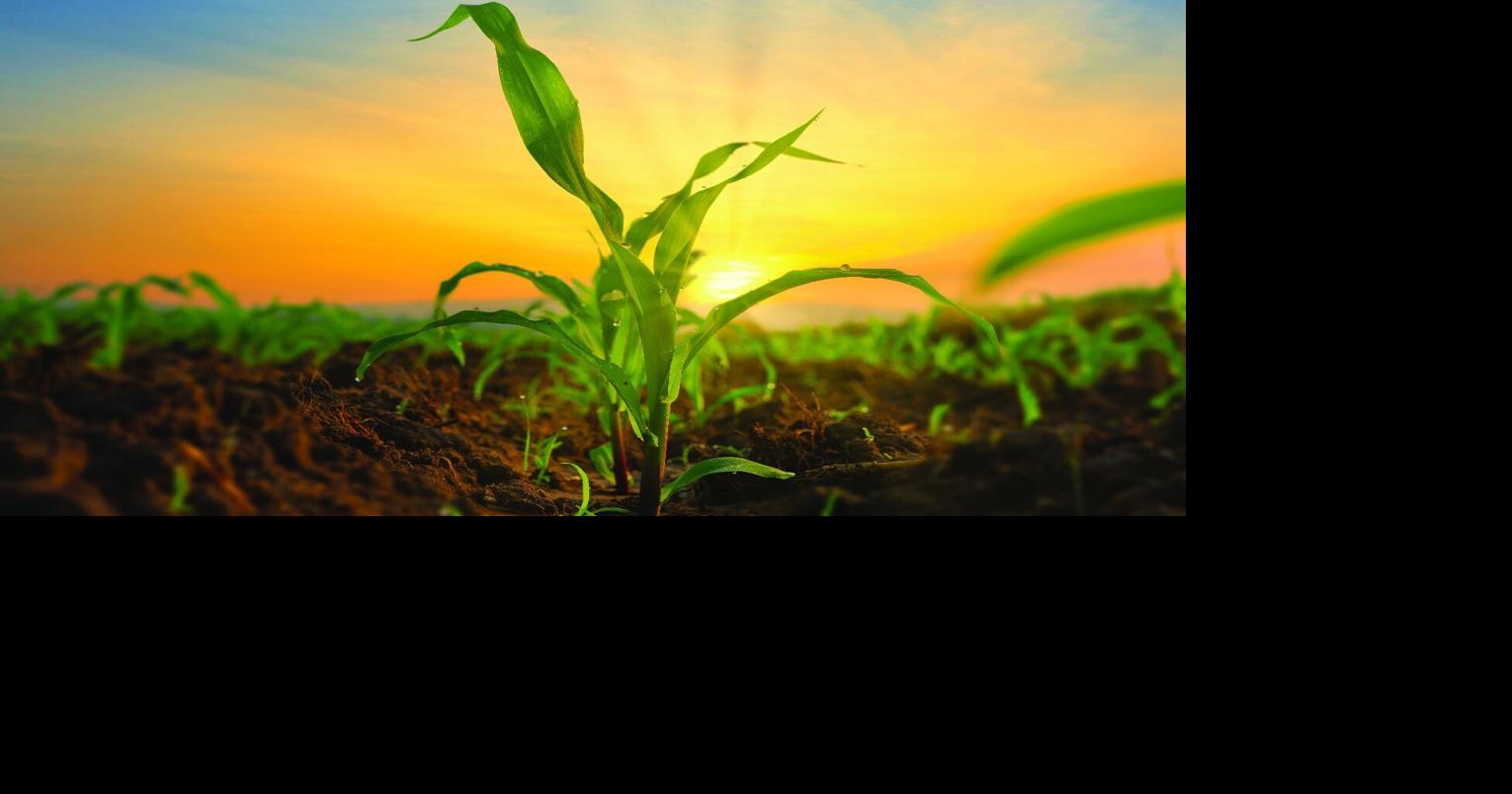 Soil testing for maximum yield | Community | somerset-kentucky.com